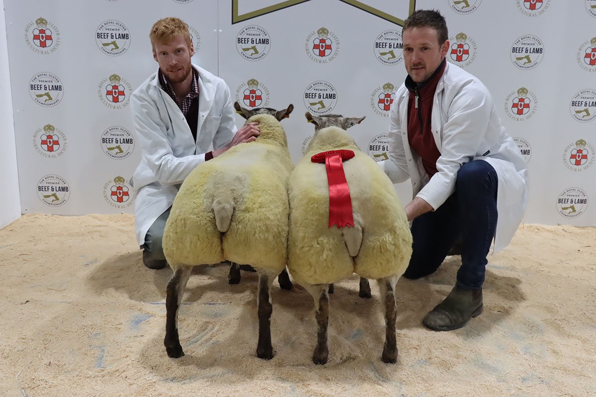 Beef and Lamb Championships Gallery | gallery | Royal Ulster Agricultural Society